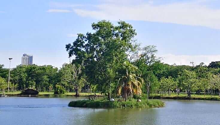 6 Nalikae Coconut Tree - หอจดหมายเหตุพุทธทาส อินทปัญโญ